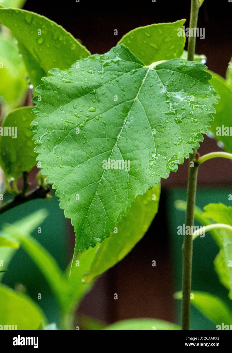Big green leaves Stock Photo - Alamy