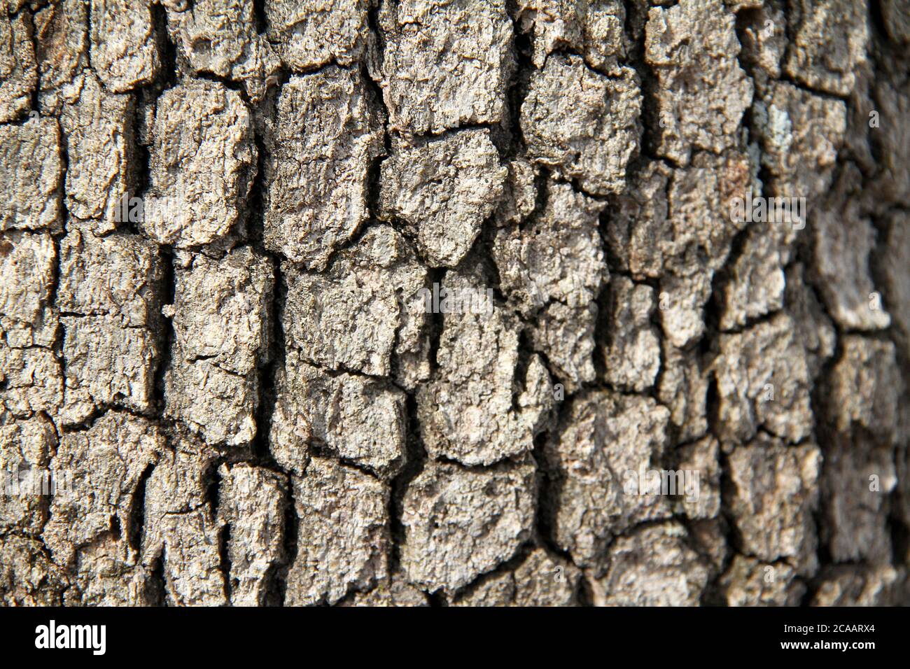 Close-up of pine tree bark Stock Photo - Alamy