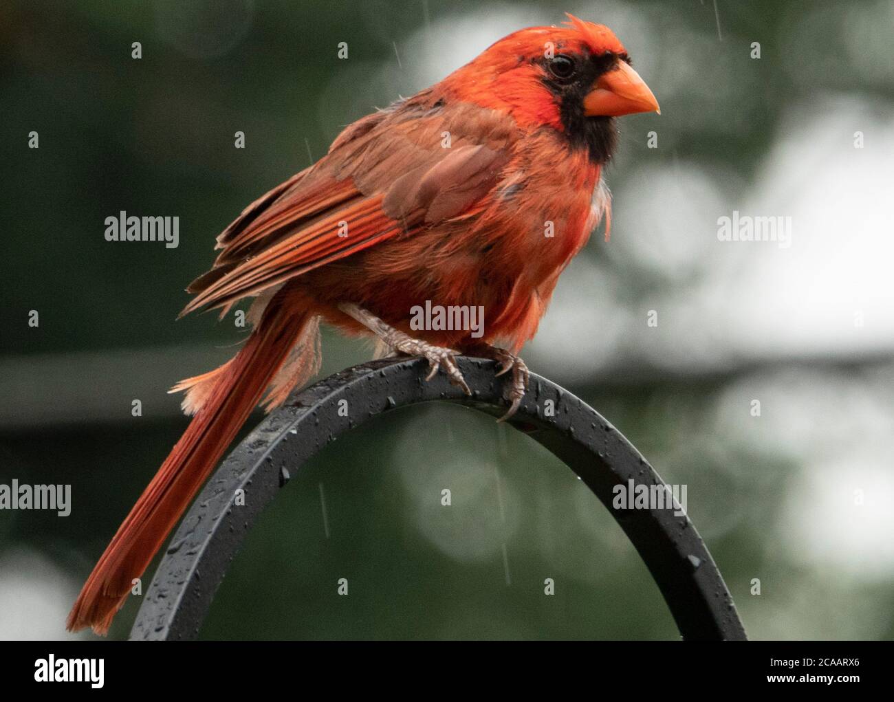 Big Northern Cardinal on high Stock Photo - Alamy