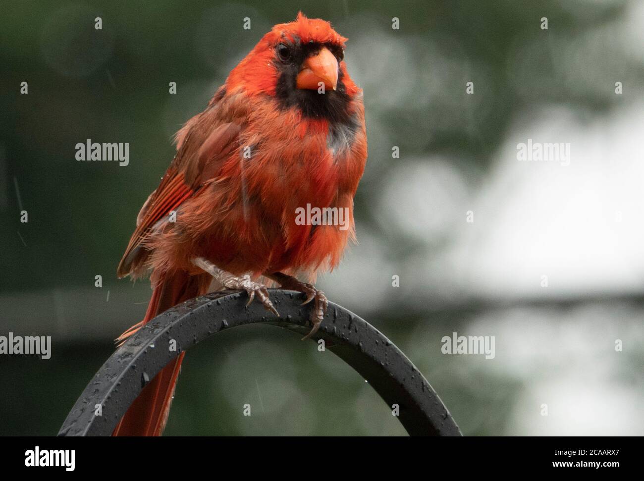 Fluffy red cardinal hi-res stock photography and images - Alamy