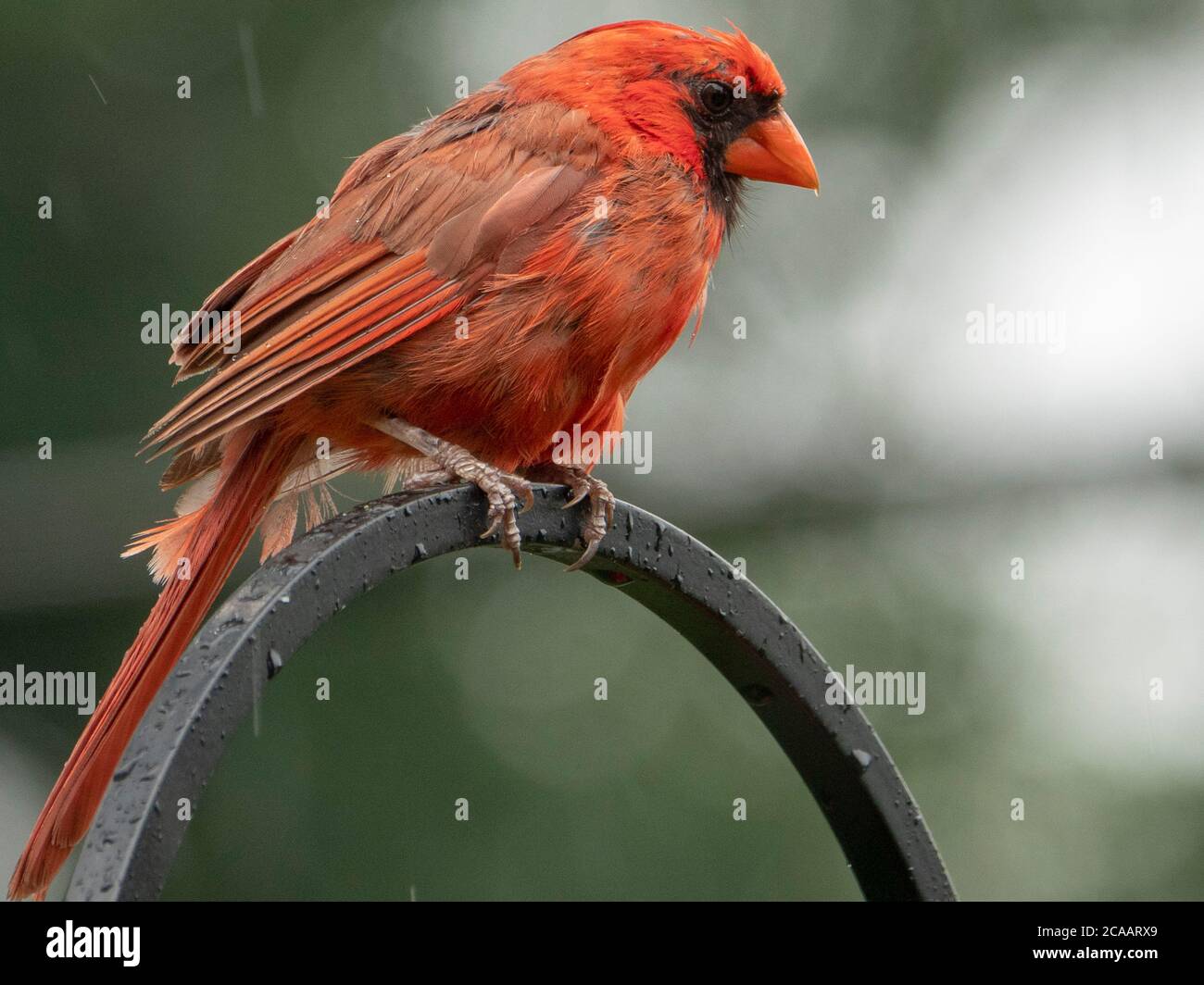 Red Cardinal on a high perch Stock Photo - Alamy