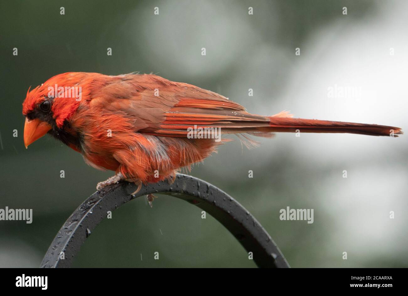Northern Cardinal looks down Stock Photo - Alamy