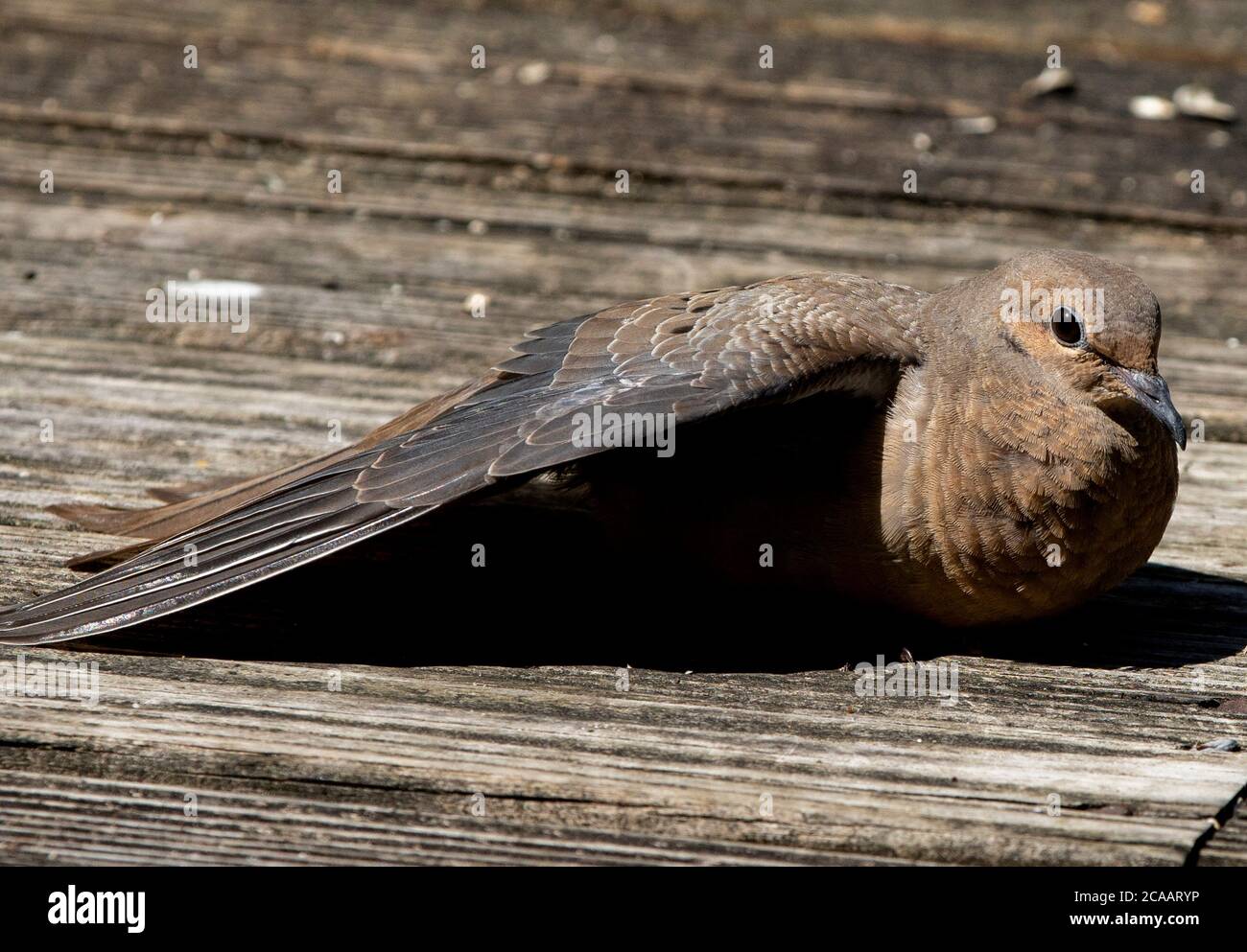 Flopping hi-res stock photography and images - Alamy