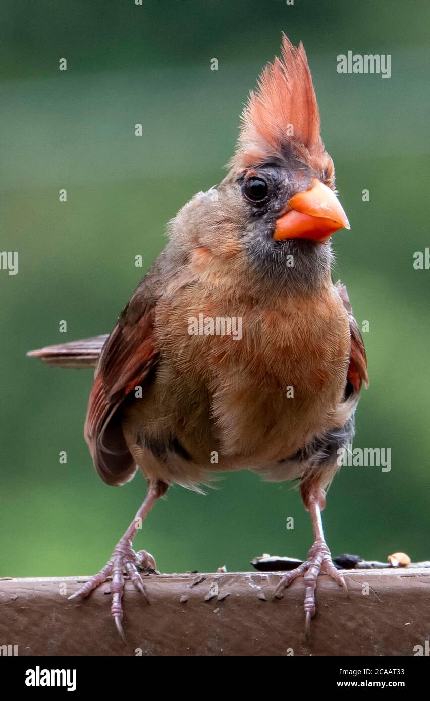 Northern cardinal molting hi-res stock photography and images - Alamy