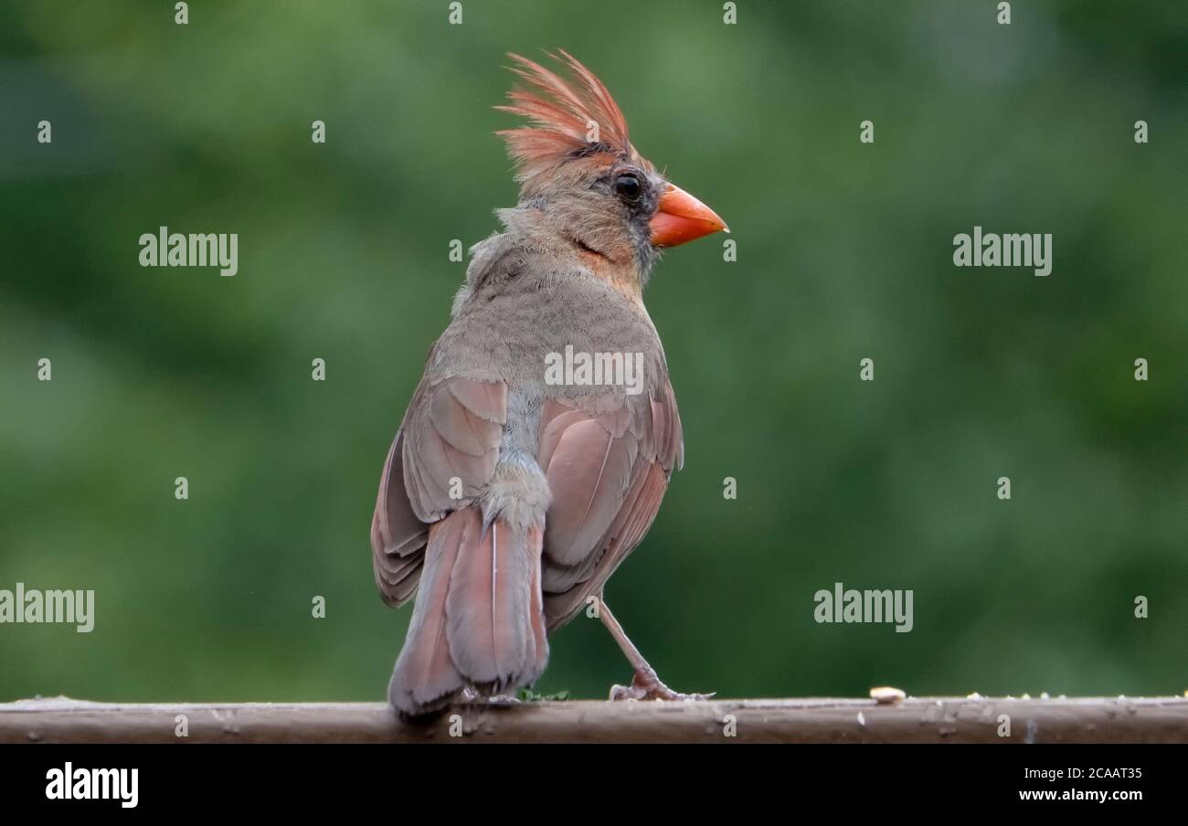 Big plume bird hi-res stock photography and images - Alamy