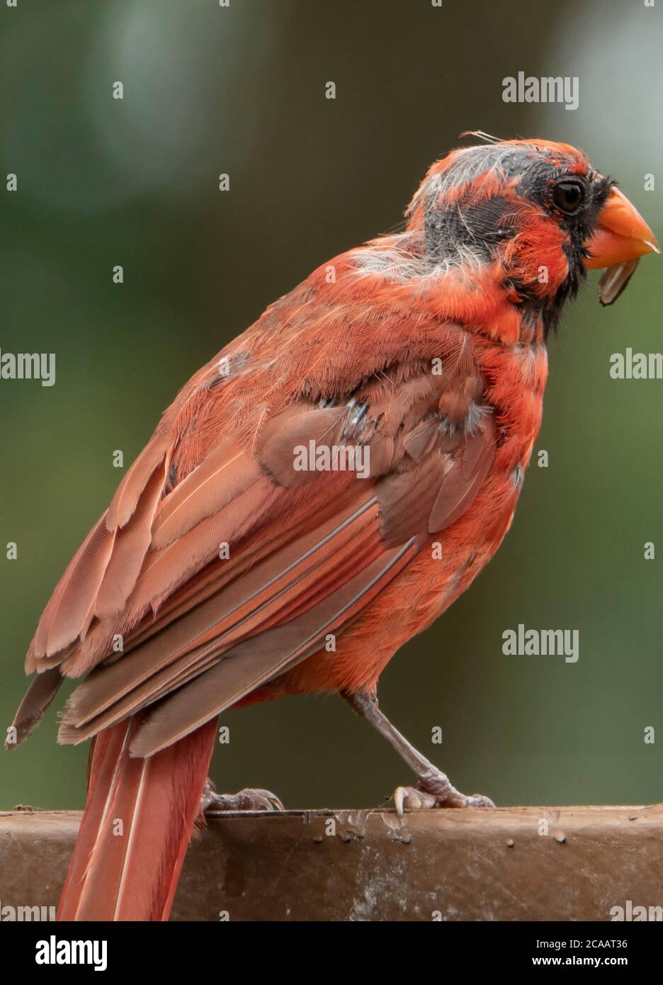 Molting Northern Cardinal Stock Photo - Alamy