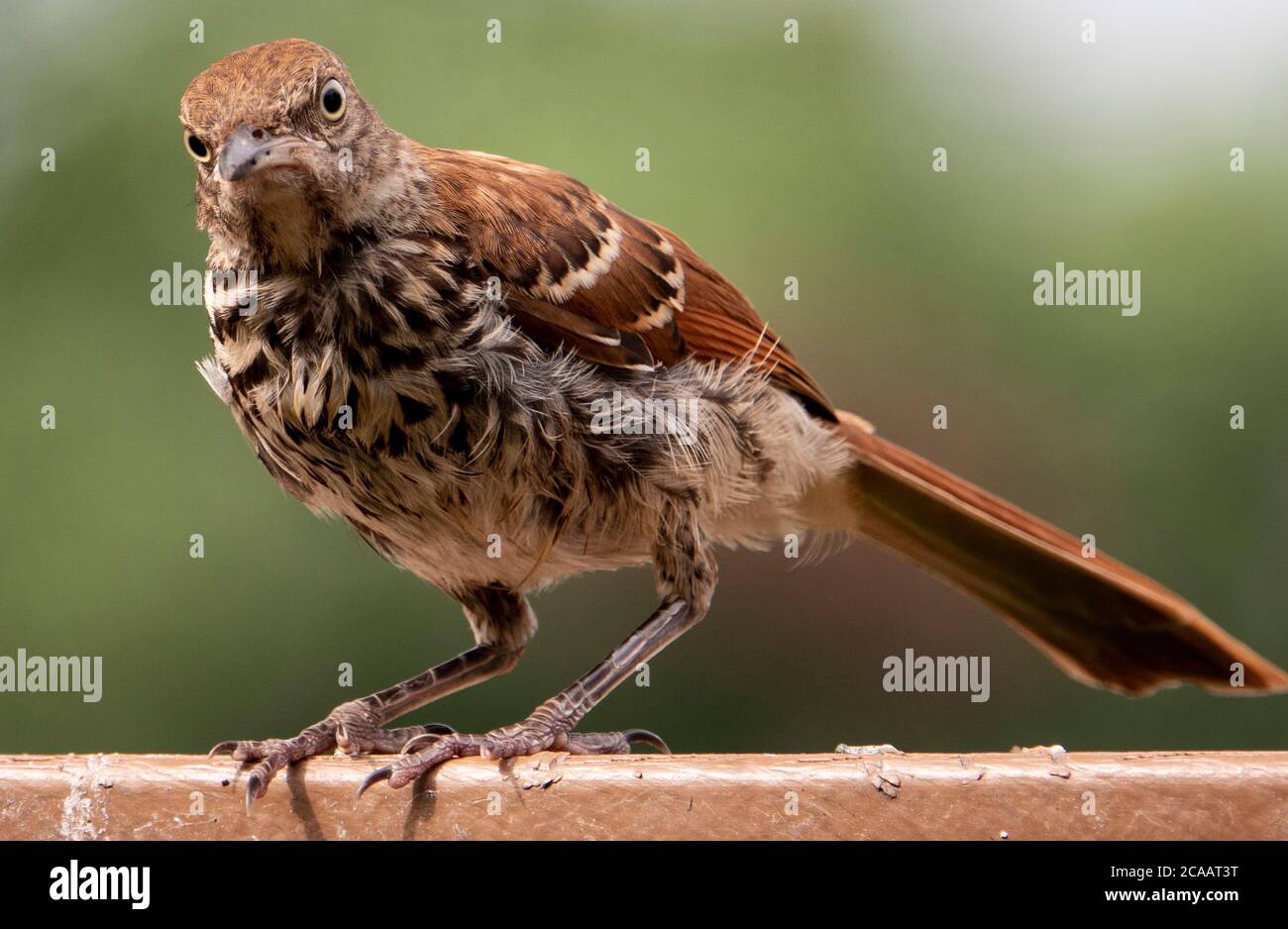 Female common starling hi-res stock photography and images - Alamy