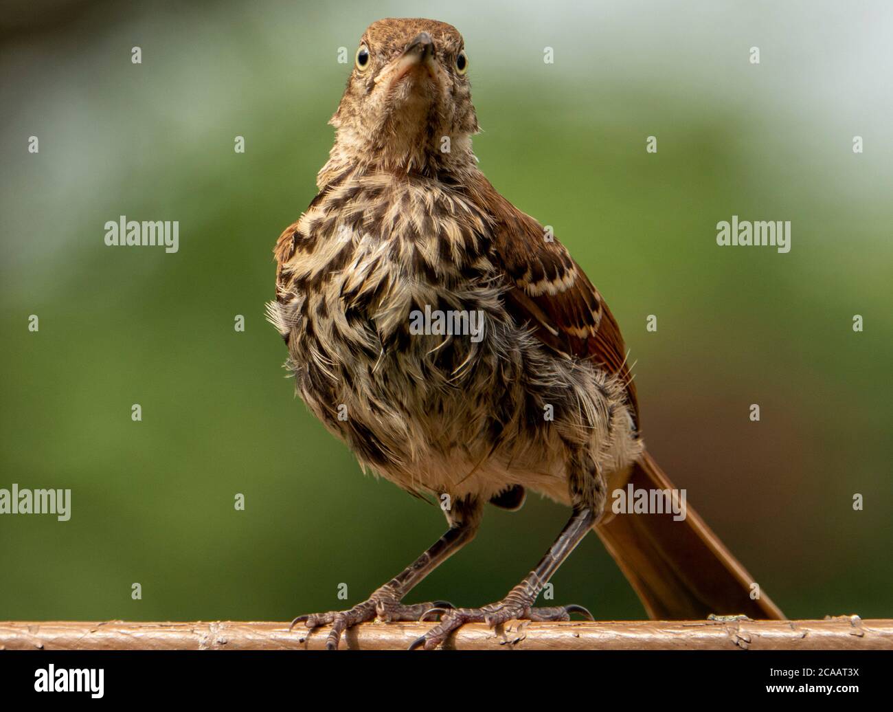 Speckled bird hi-res stock photography and images - Alamy