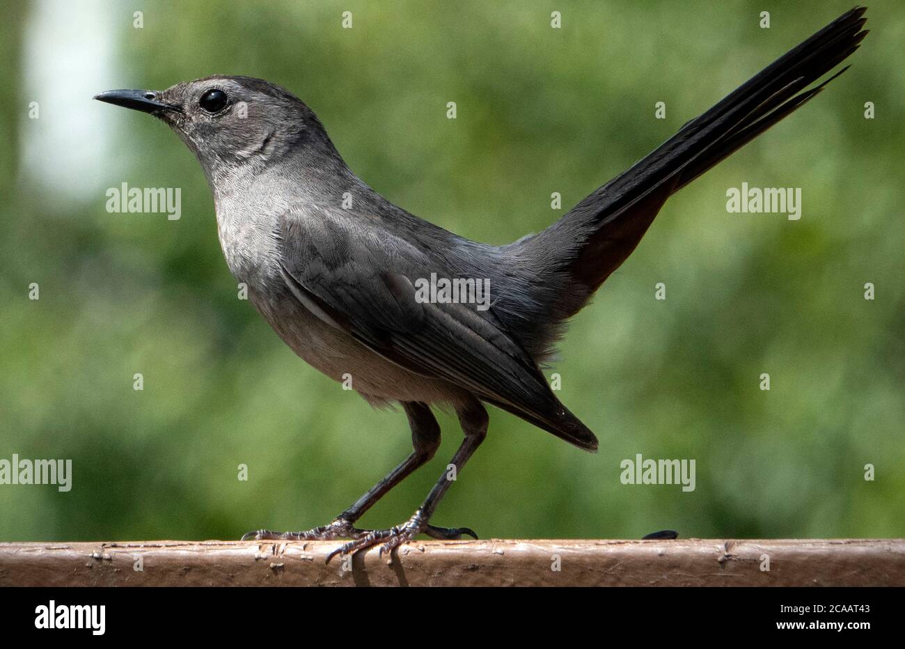 Common catbird hi-res stock photography and images - Alamy