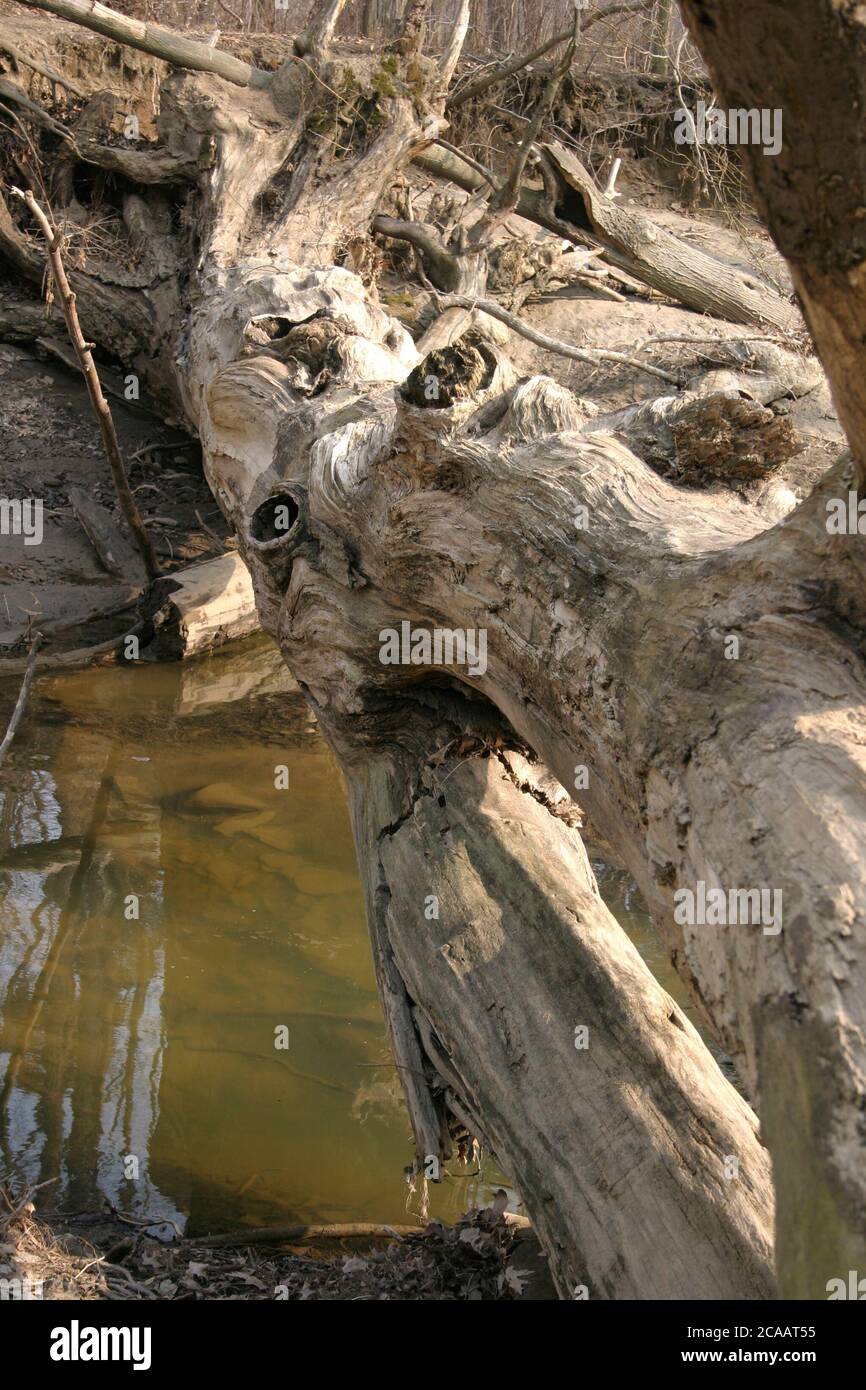 Fallen tree decaying Stock Photo - Alamy
