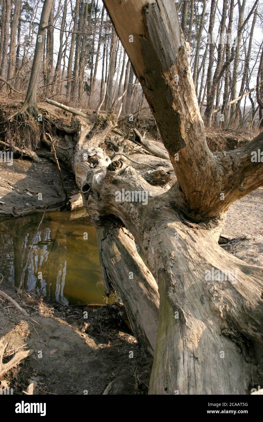 Dead And Decaying Fallen Trees High Resolution Stock Photography and ...