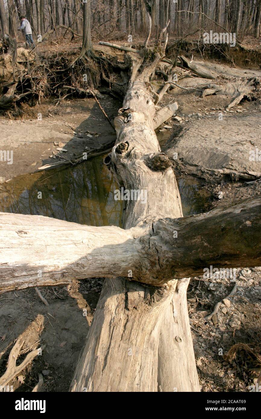 Fallen tree decaying Stock Photo - Alamy
