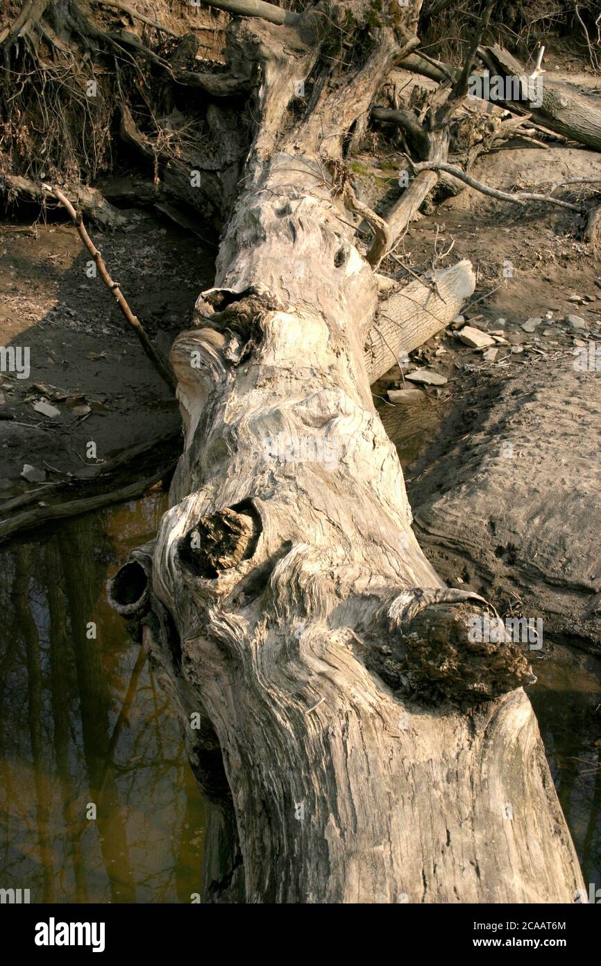 Decaying organic hi-res stock photography and images - Alamy