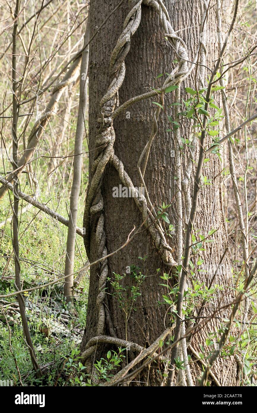 Vines growing over tree hi-res stock photography and images - Alamy