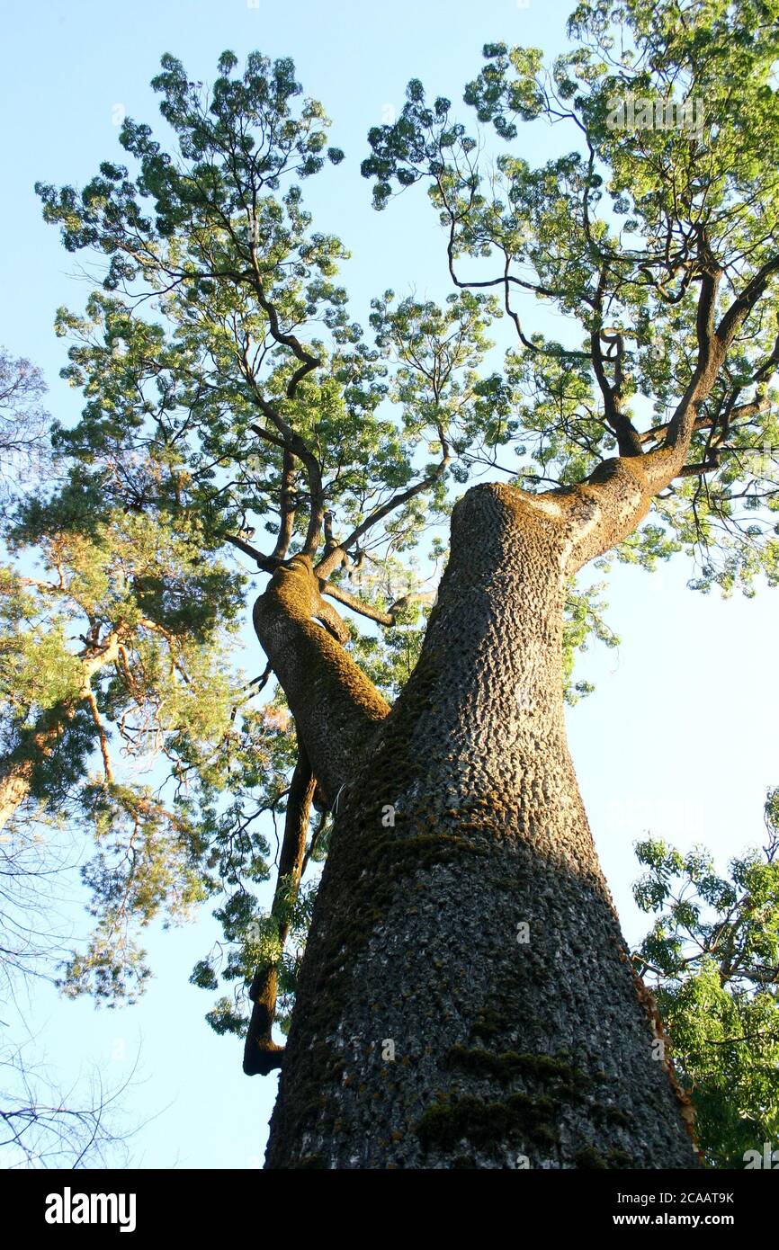 Tree height hi-res stock photography and images - Alamy