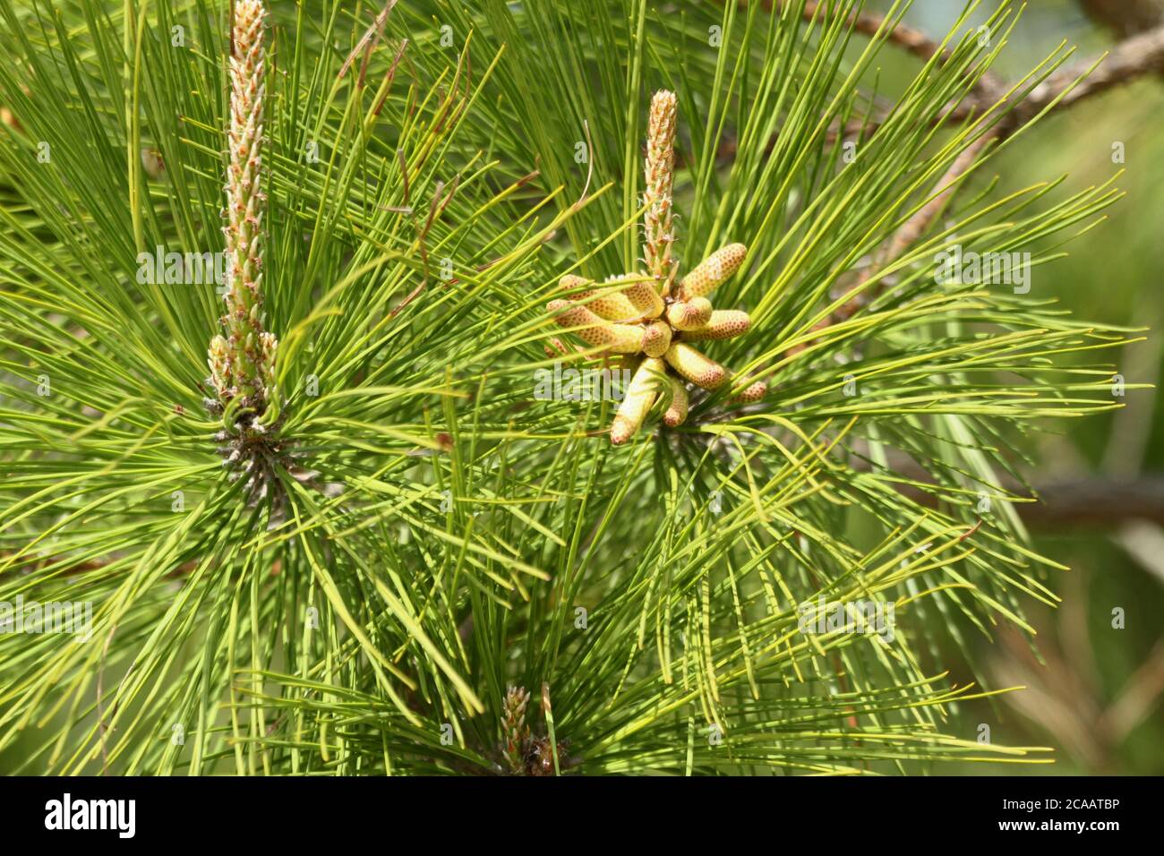 Female and male pine cone hi-res stock photography and images - Alamy