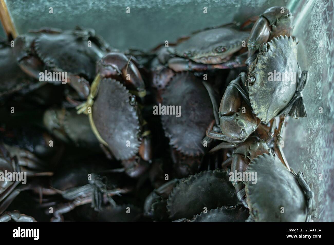 Mud Crabs High Resolution Stock Photography and Images - Alamy