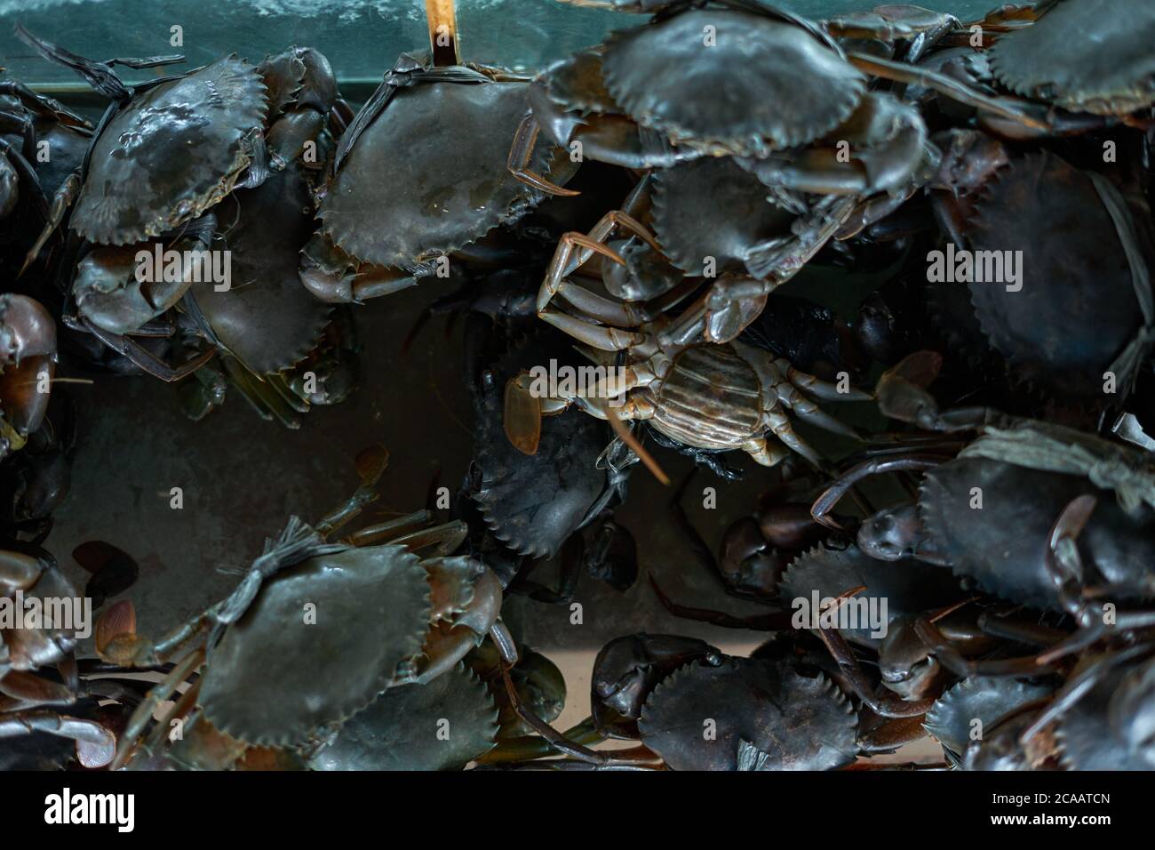 Mud crabs for sale at the local Indonesian market Stock Photo - Alamy
