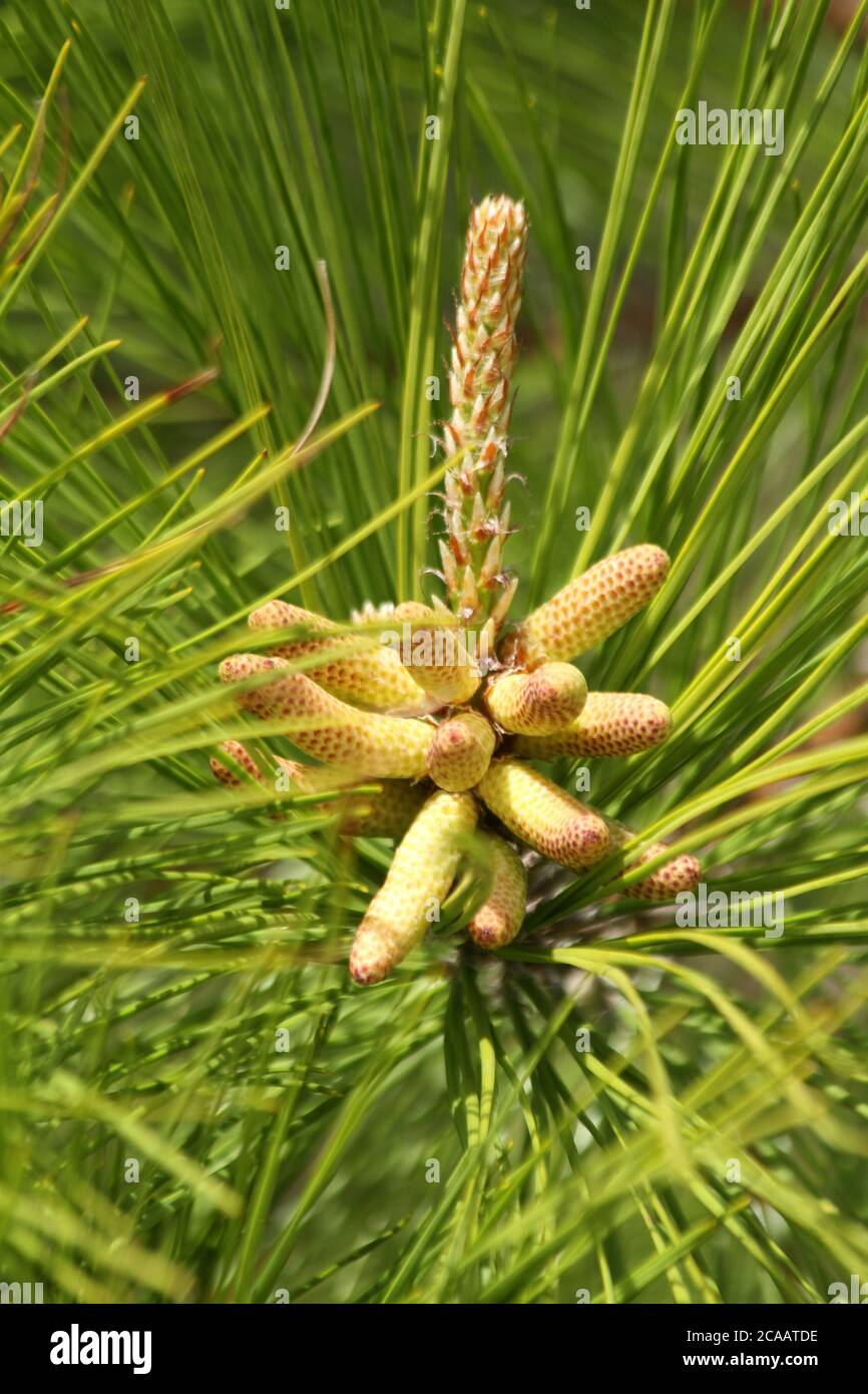 Male and female pine cones in springtime Stock Photo - Alamy Male and female pine cones in springtime Stock Photo - Alamy