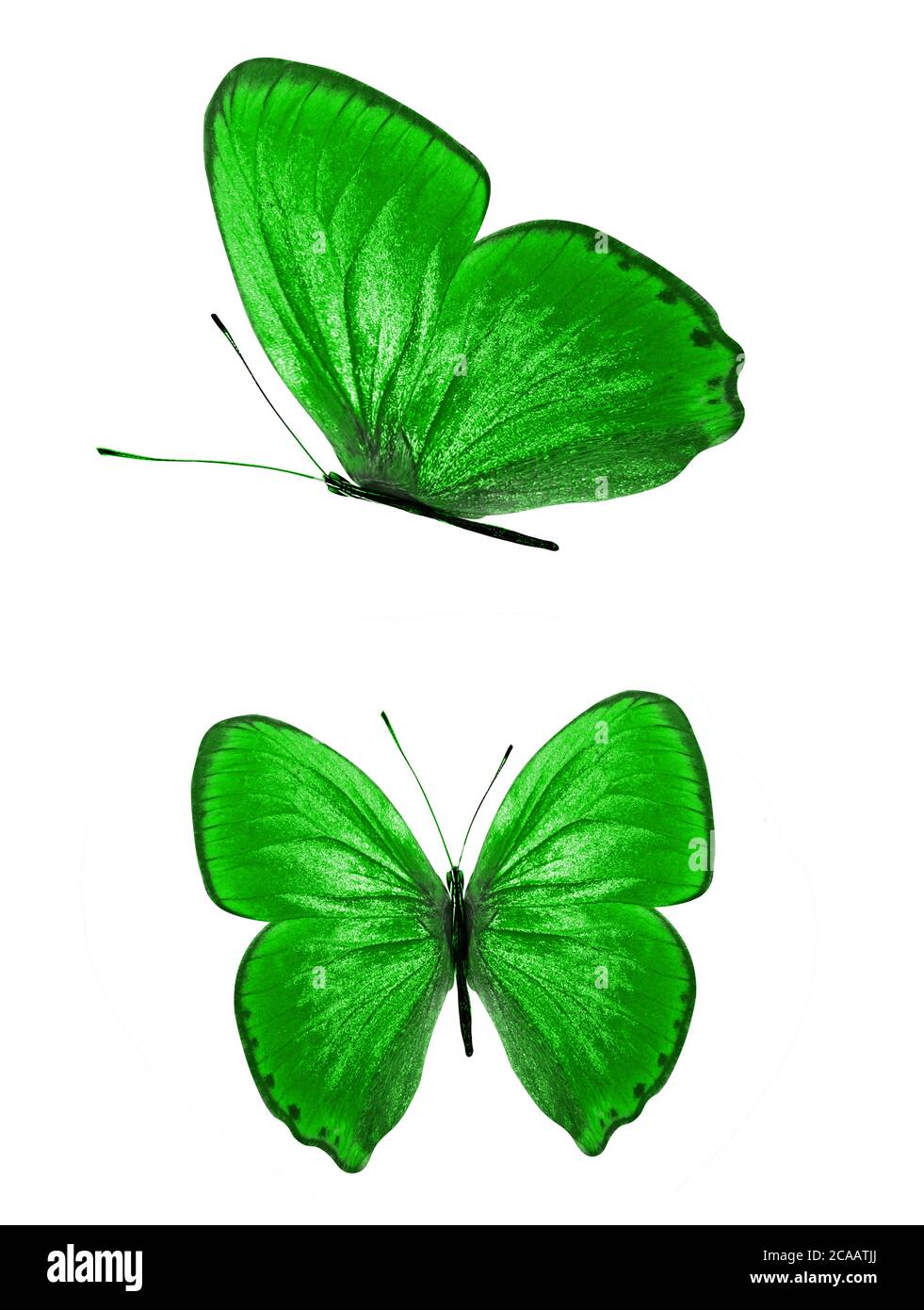 Mariposas Verdes