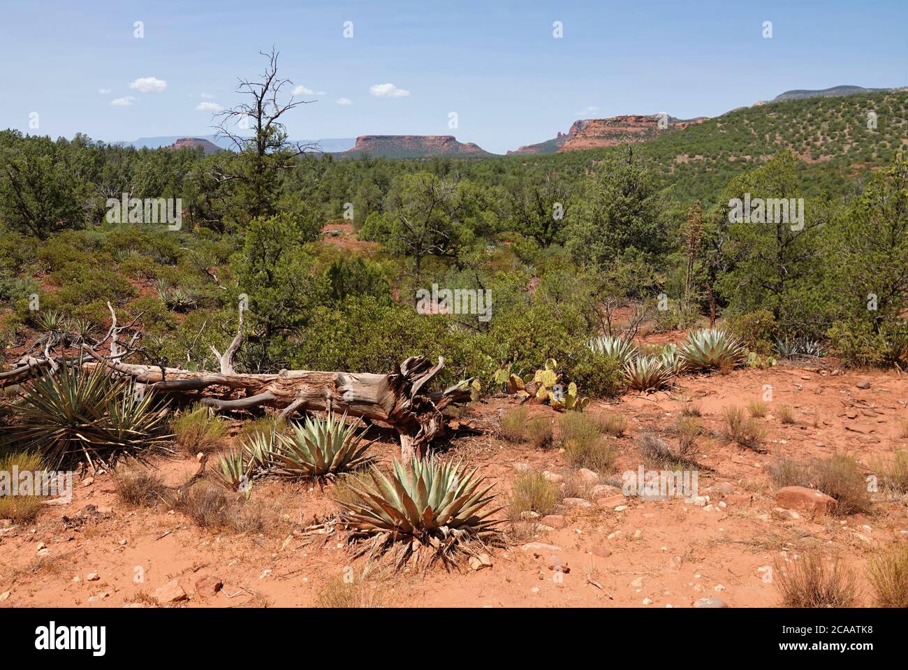 The beautiful red rocks in Sedona, Arizona attract tourists from around ...