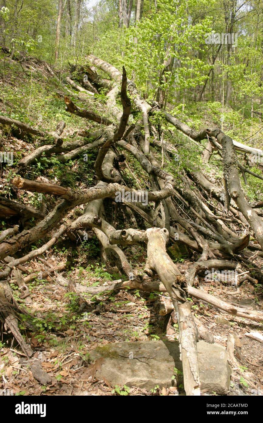 large-fallen-tree-stock-photo-alamy