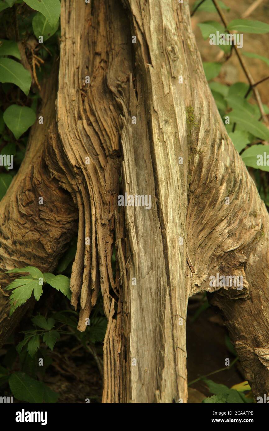 Rotting tree into the woods Stock Photo - Alamy