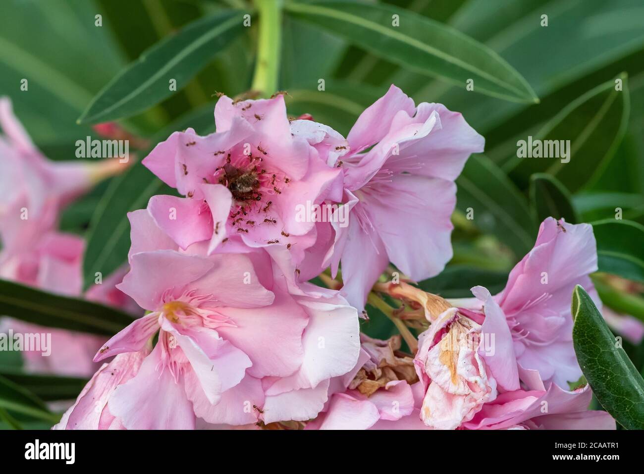 Closeup of ants and insect fight inside the pink wildflower Stock Photo ...