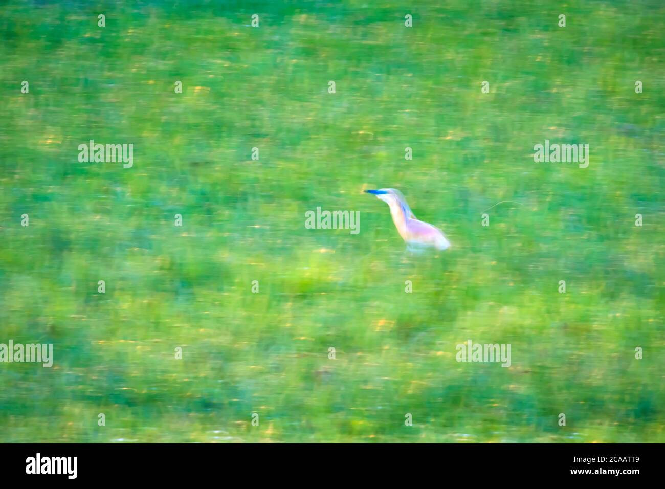 Flying bird. Abstract Nature. Motion blur. Natural background Stock ...