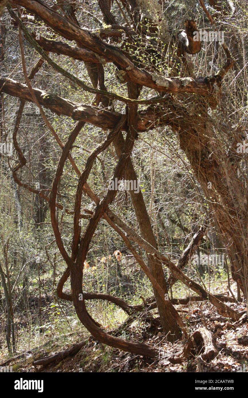Large vines growing over a tree in Virginia, U.S.A Stock Photo - Alamy