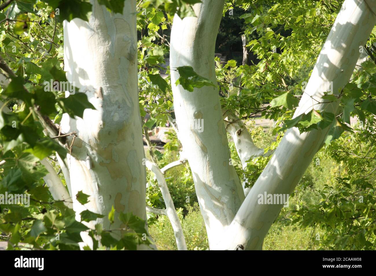 White smooth bark of Platanus occidentalis (American sycamore Stock ...