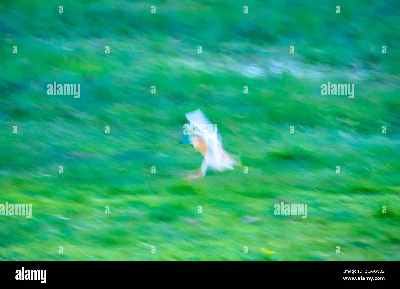 Flying bird. Abstract Nature. Motion blur. Natural background Stock ...