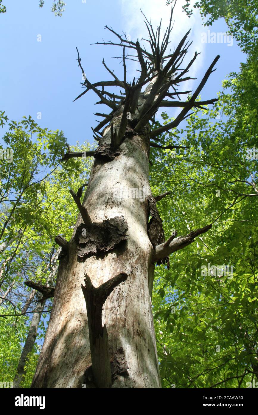 Rotten branches hi-res stock photography and images - Alamy