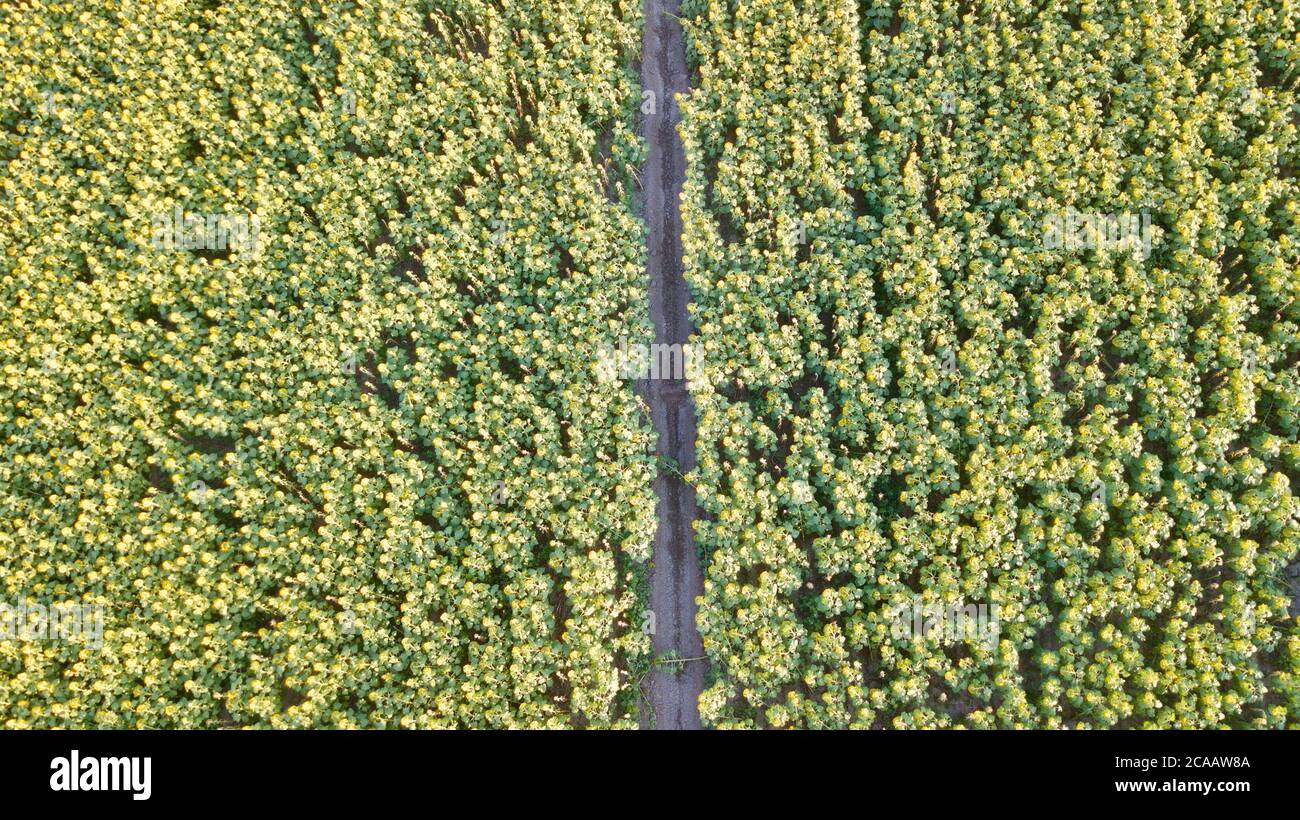 Sunflower crops aerial hi-res stock photography and images - Alamy