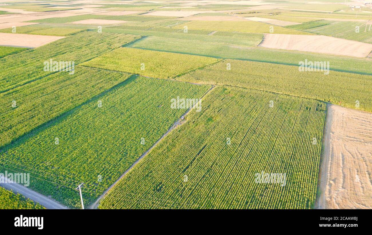 Sunflower crops aerial hi-res stock photography and images - Alamy