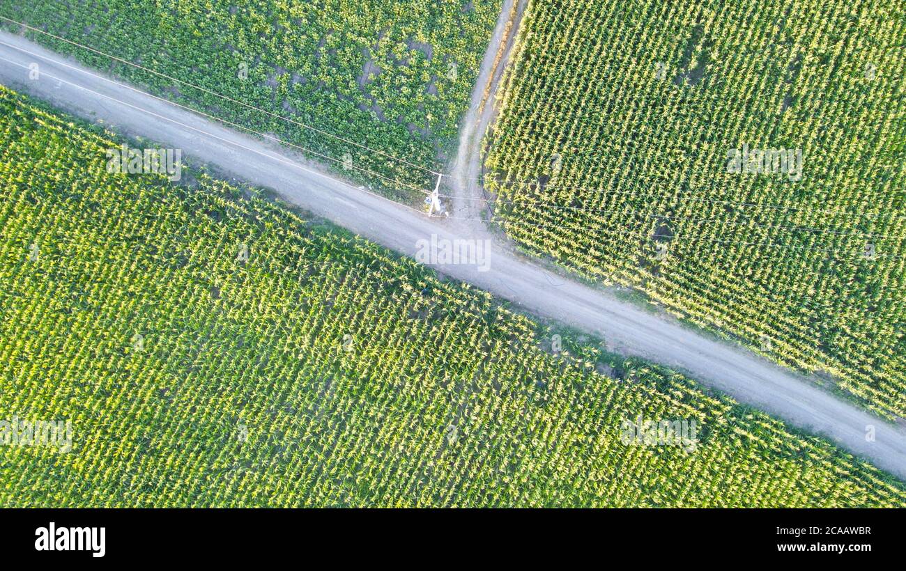 Aerial view of sunflower field at sunset Stock Photo - Alamy