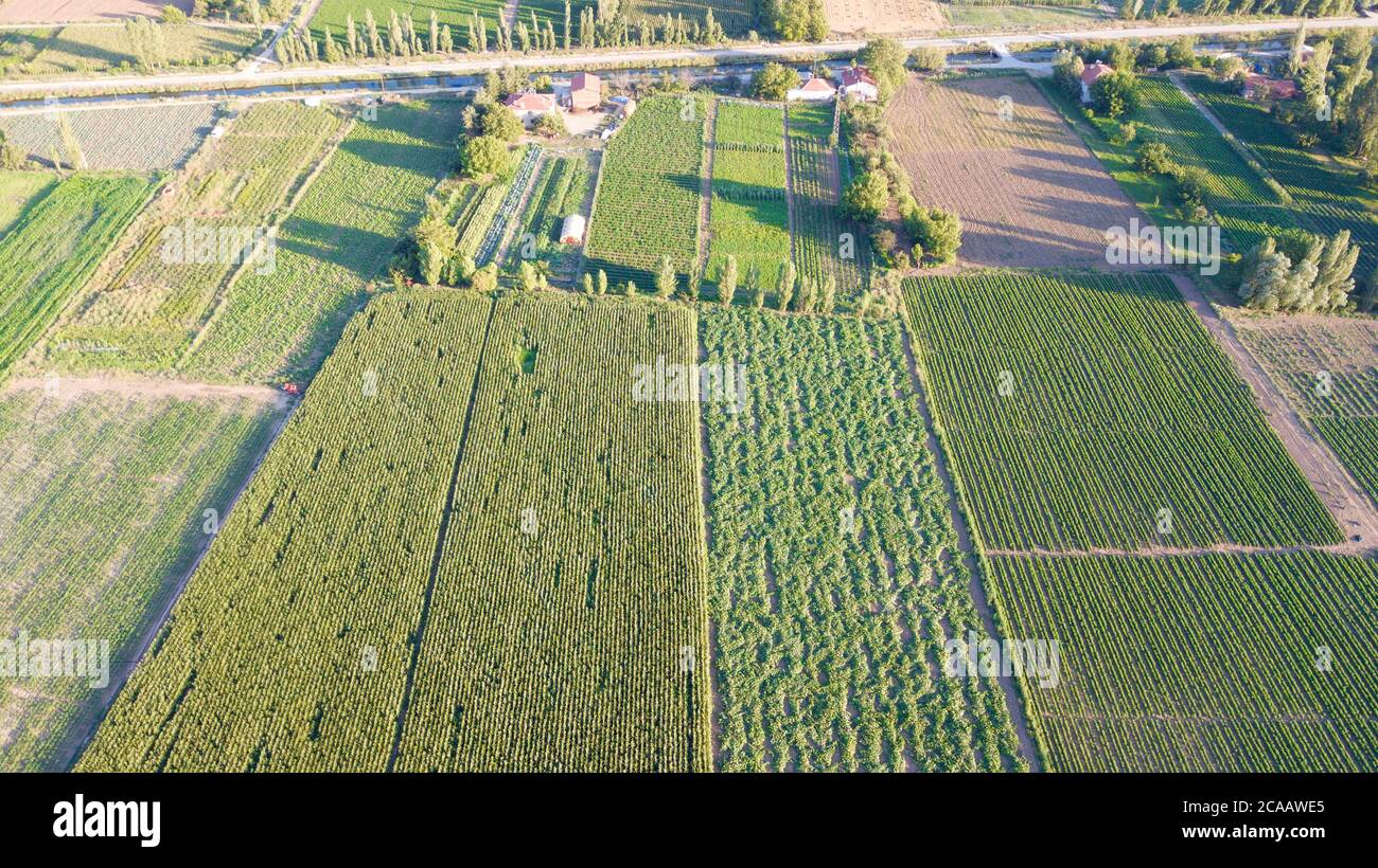 Sunflower crops aerial hi-res stock photography and images - Alamy