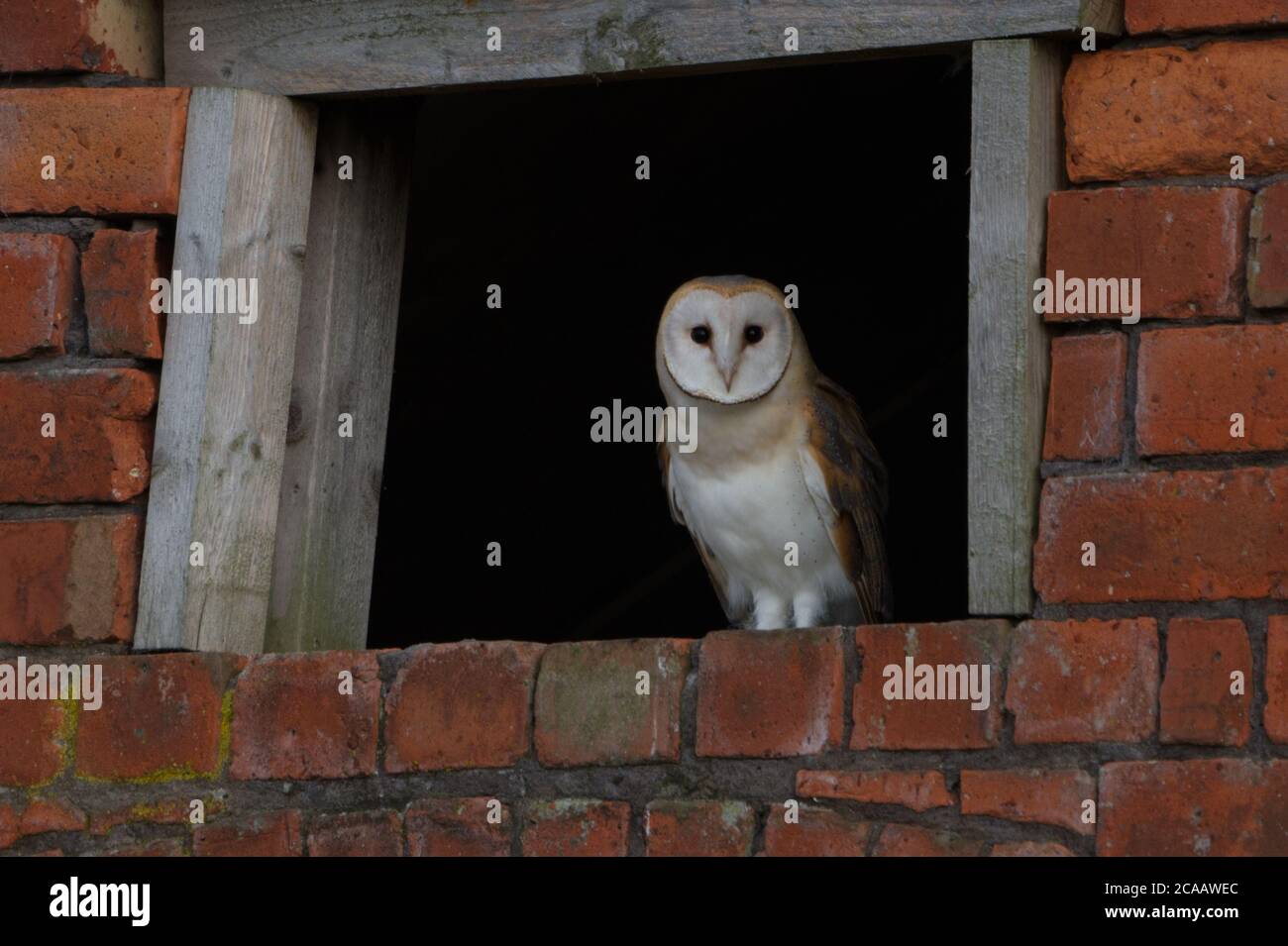 Adult Barn Owl sat in barn window opening looking outwards Stock Photo ...