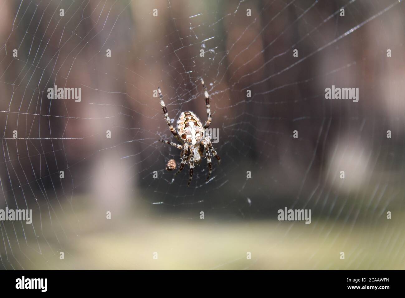 cross spider sitting hanging on a web with a cross on its back wildlife ...