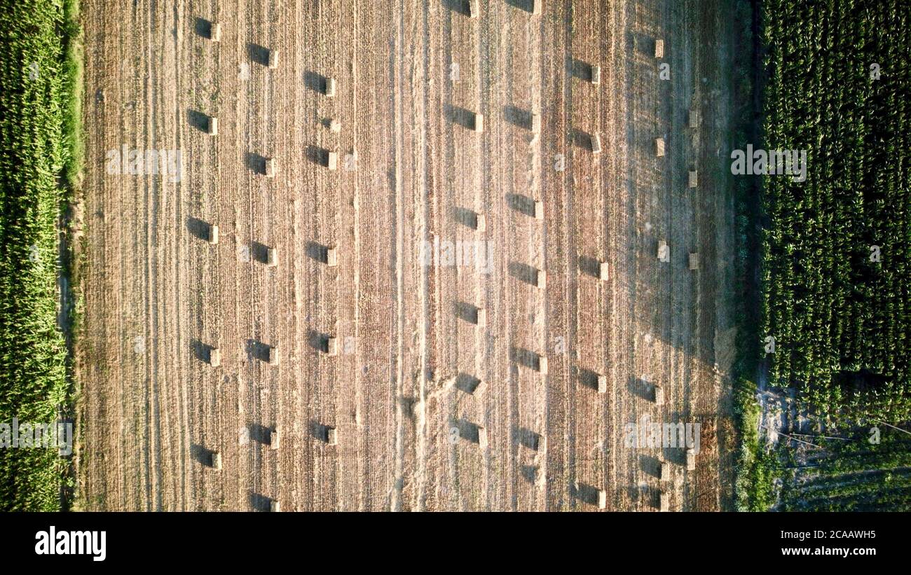 aerial view of a wheat field in the countryside Stock Photo - Alamy
