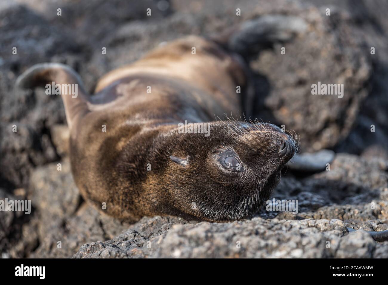 Galapagos Sea Lion pup playful playing in sand lying on beach on ...