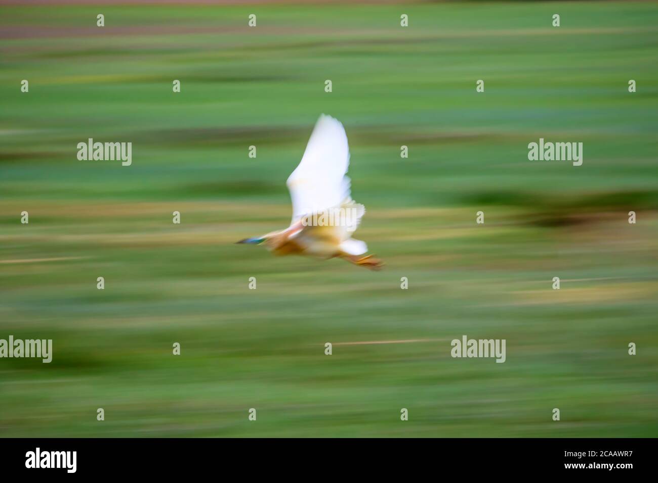 Flying bird. Abstract Nature. Motion blur. Natural background Stock ...