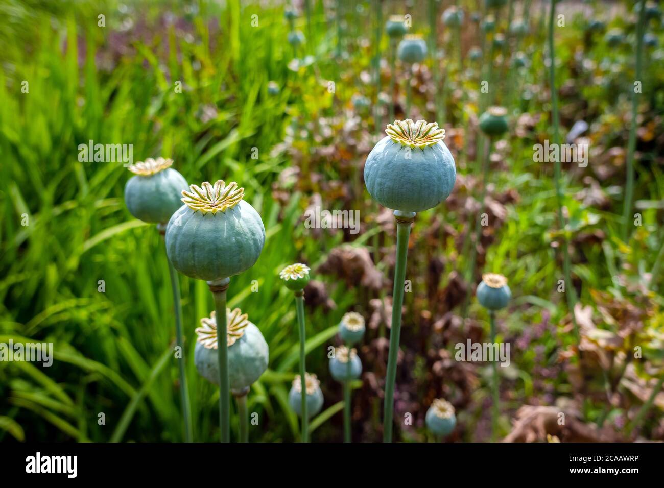 Close up view of poppy seed head growing in the farm garden outside ...