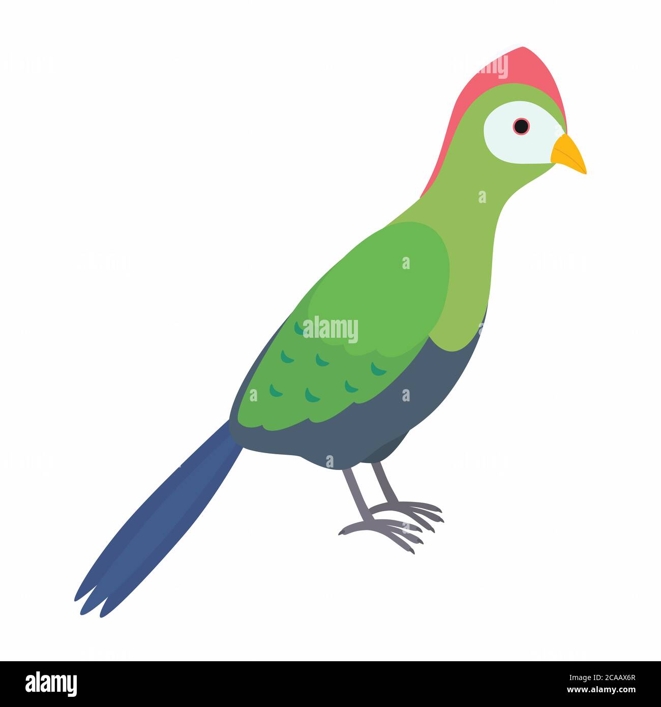 Green turaco bird. Vector illustration isolated on white background ...