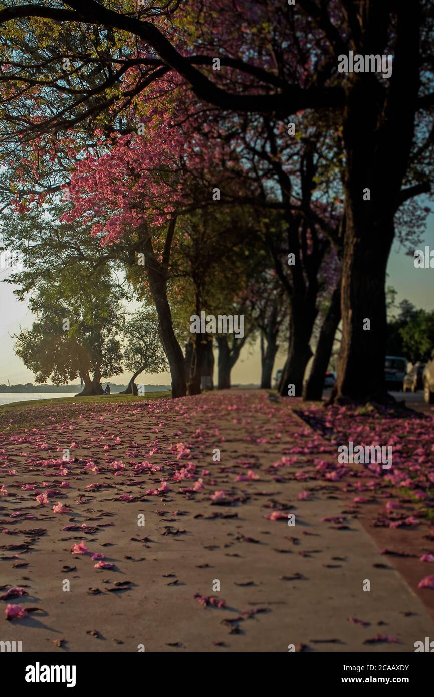 Lapacho flowering tree hi-res stock photography and images - Alamy