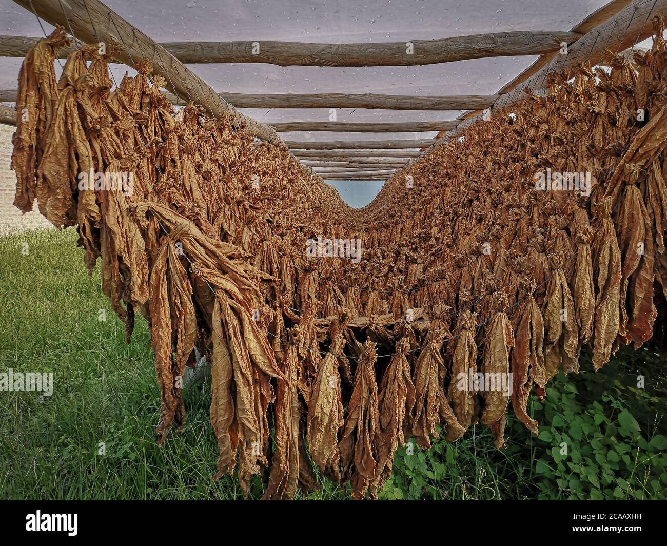 Traditional drying process of organic tobacco leaves for later ...