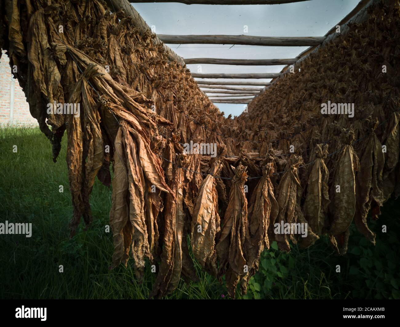 Traditional drying process of organic tobacco leaves for later ...