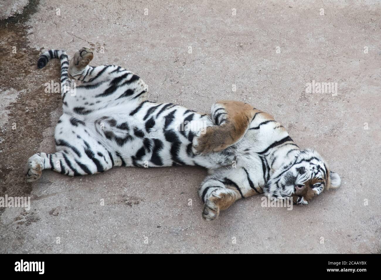 Tiger back of head hi-res stock photography and images - Alamy