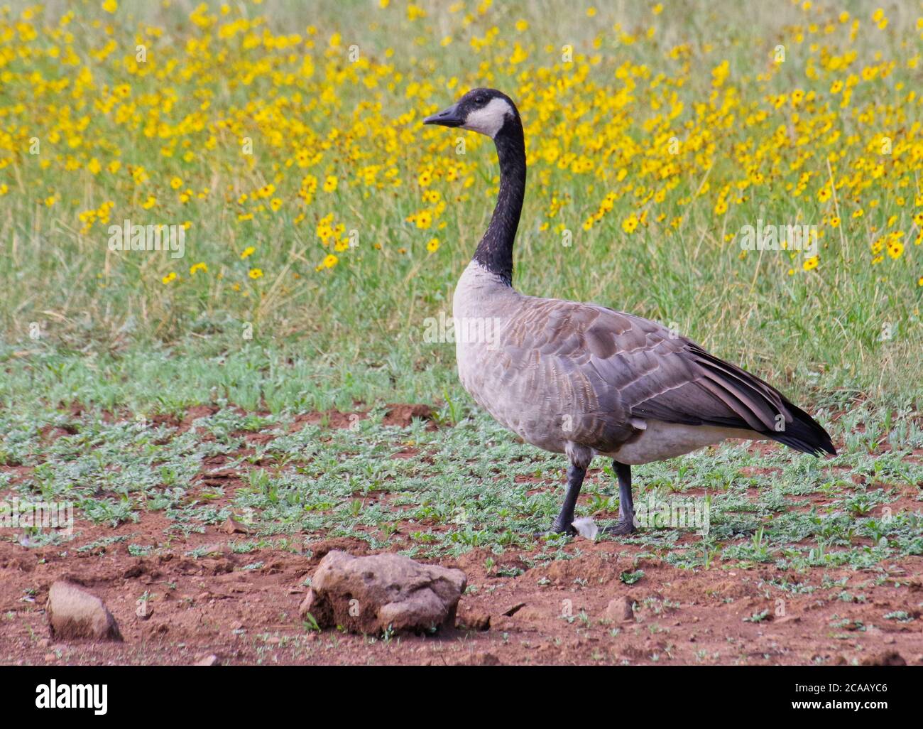 Lake mary az hi-res stock photography and images - Alamy