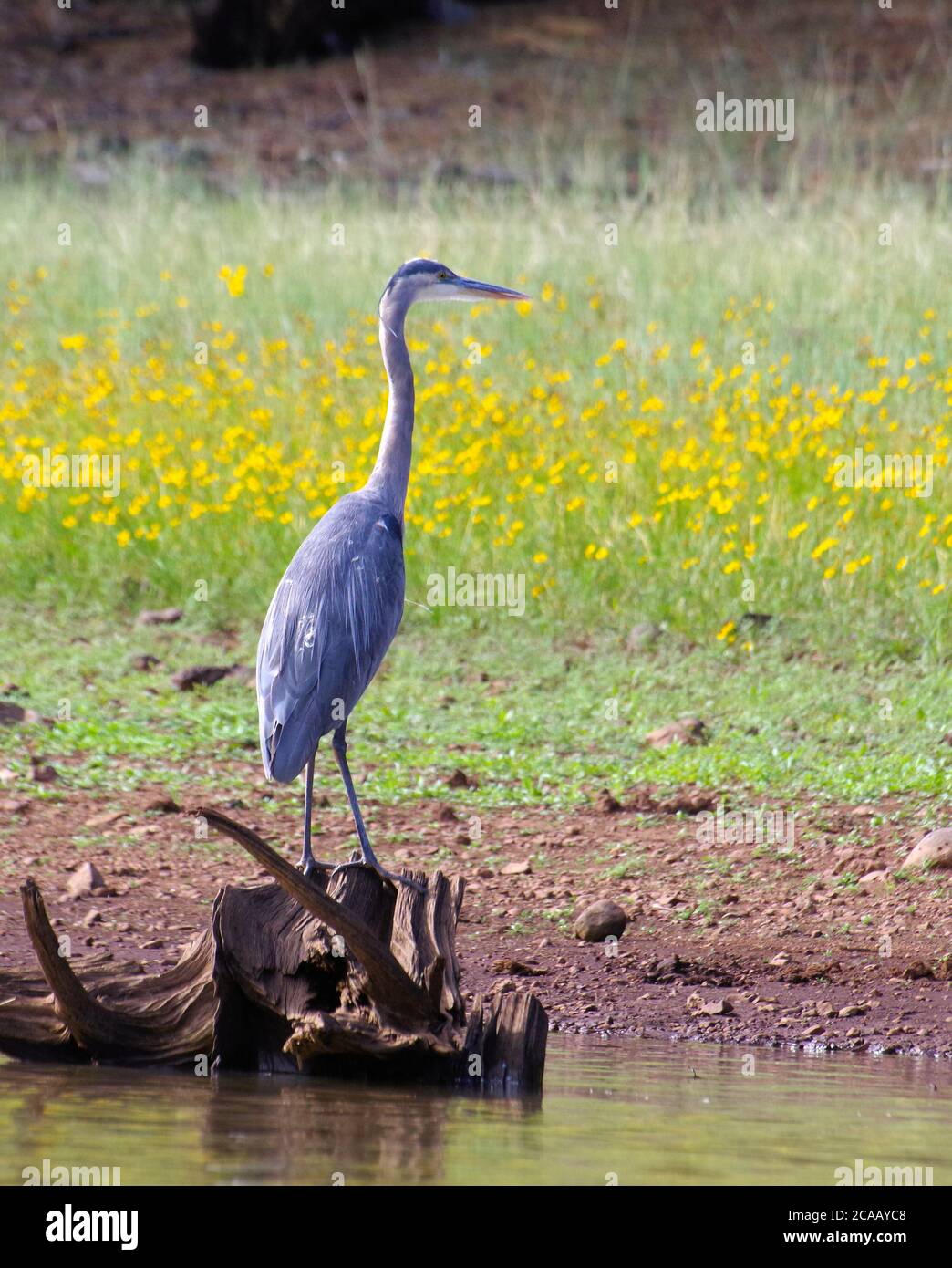Great Blue Heron, Upper Lake Mary, Arizona Stock Photo - Alamy